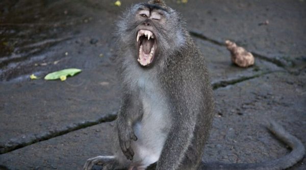 What You Should Do When Monkeys Stage an Attack to Take Over Your Bali ...