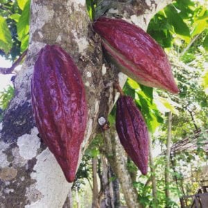 Chocolate in Bali: The Complete Guide for a Chocolate Holiday