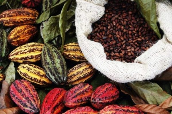 Chocolate in Bali: The Complete Guide for a Chocolate Holiday